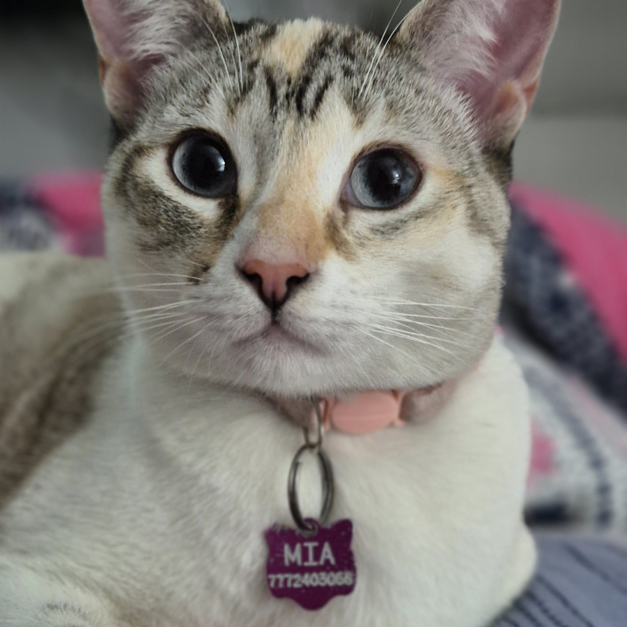 Ubicapet | MÍA | Raza Aslan o Siamés moderno punto tabby | Perdida